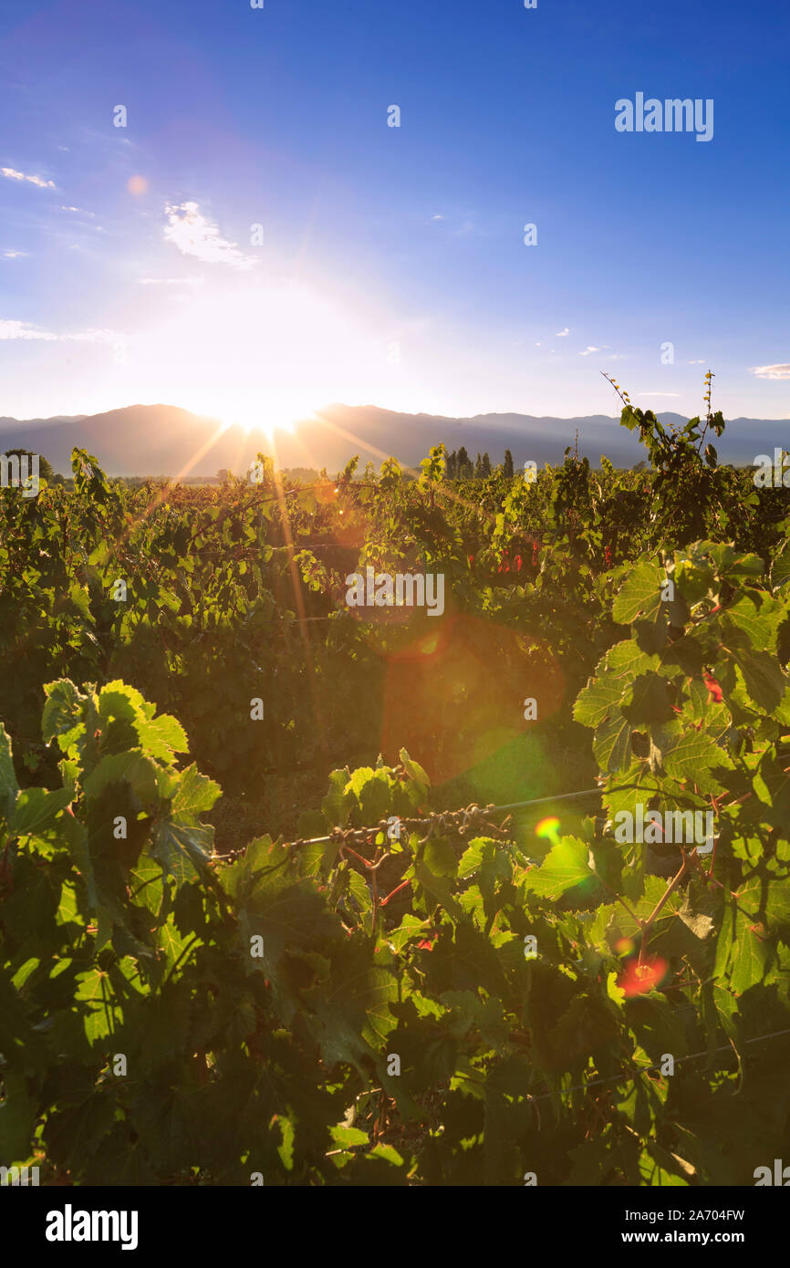 Torrontes argentina hi-res stock photography and images - Alamy