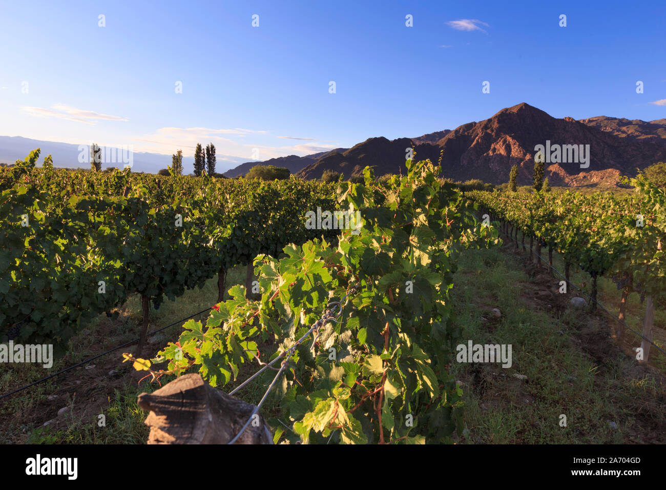Torrontes and argentina hi-res stock photography and images - Alamy