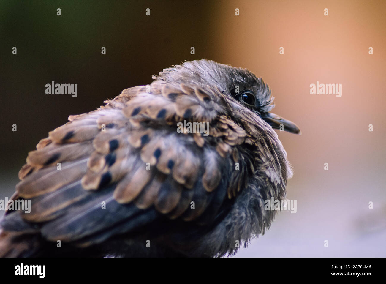 Baby thrush hi-res stock photography and images - Alamy