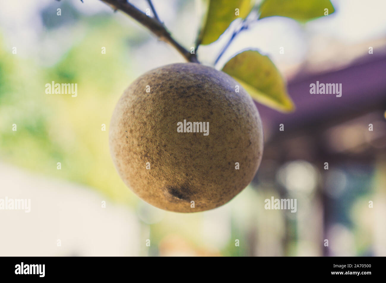 Palestinian sweet lime hi-res stock photography and images - Alamy