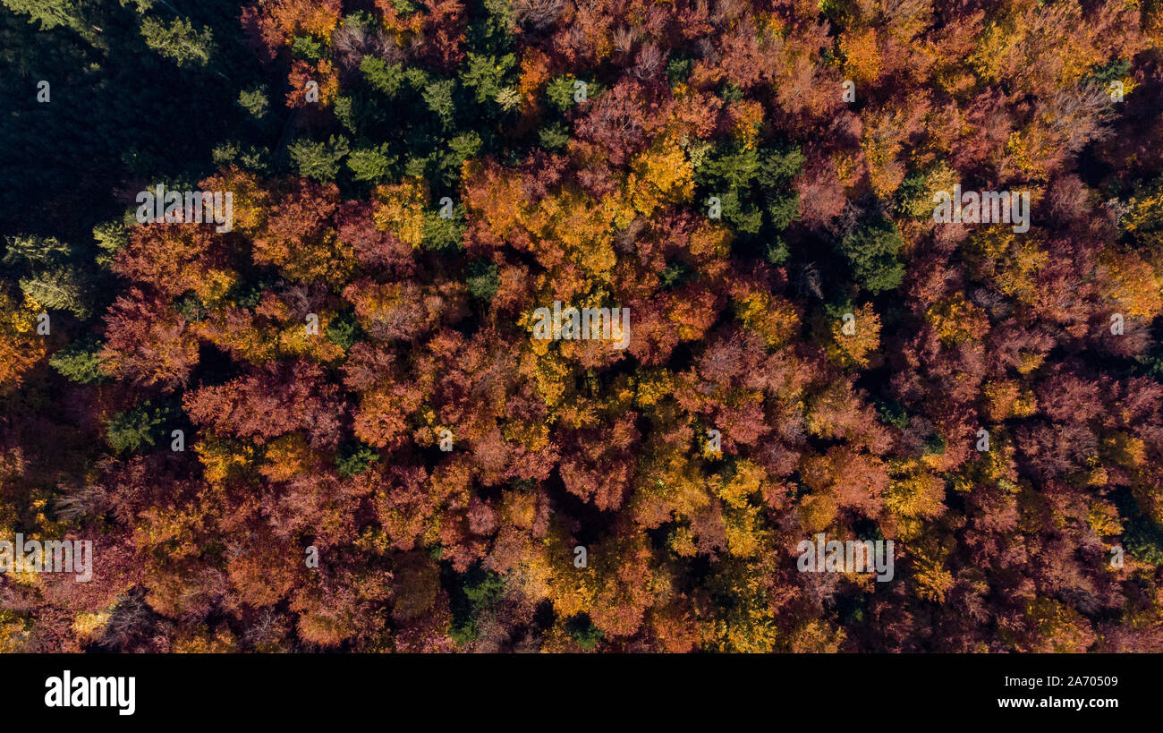 Stuning Fall Foliage at Autumn Season over Woodlands. Aerial Top Down Drone View Stock Photo - Alamy