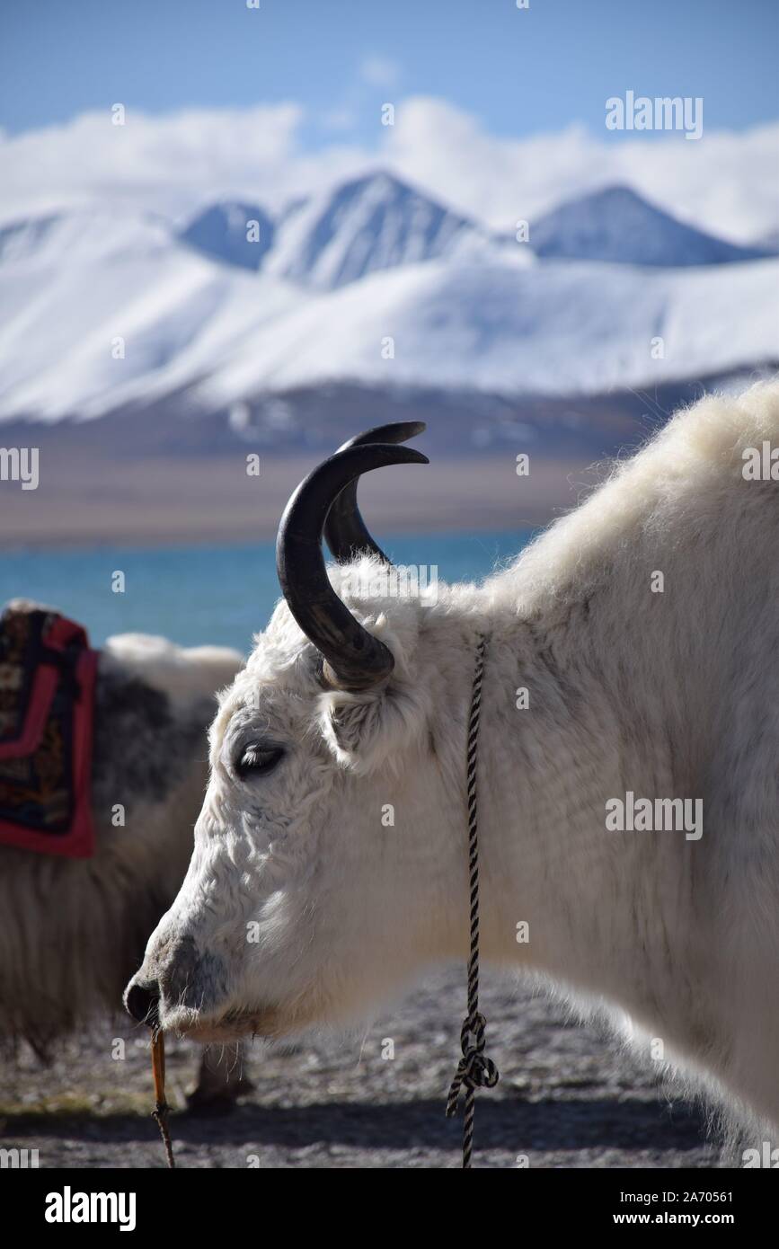 White yak in Namtso lake, Tibet. Namtso is the largest lake in the Tibet Autonomous Region Stock ...