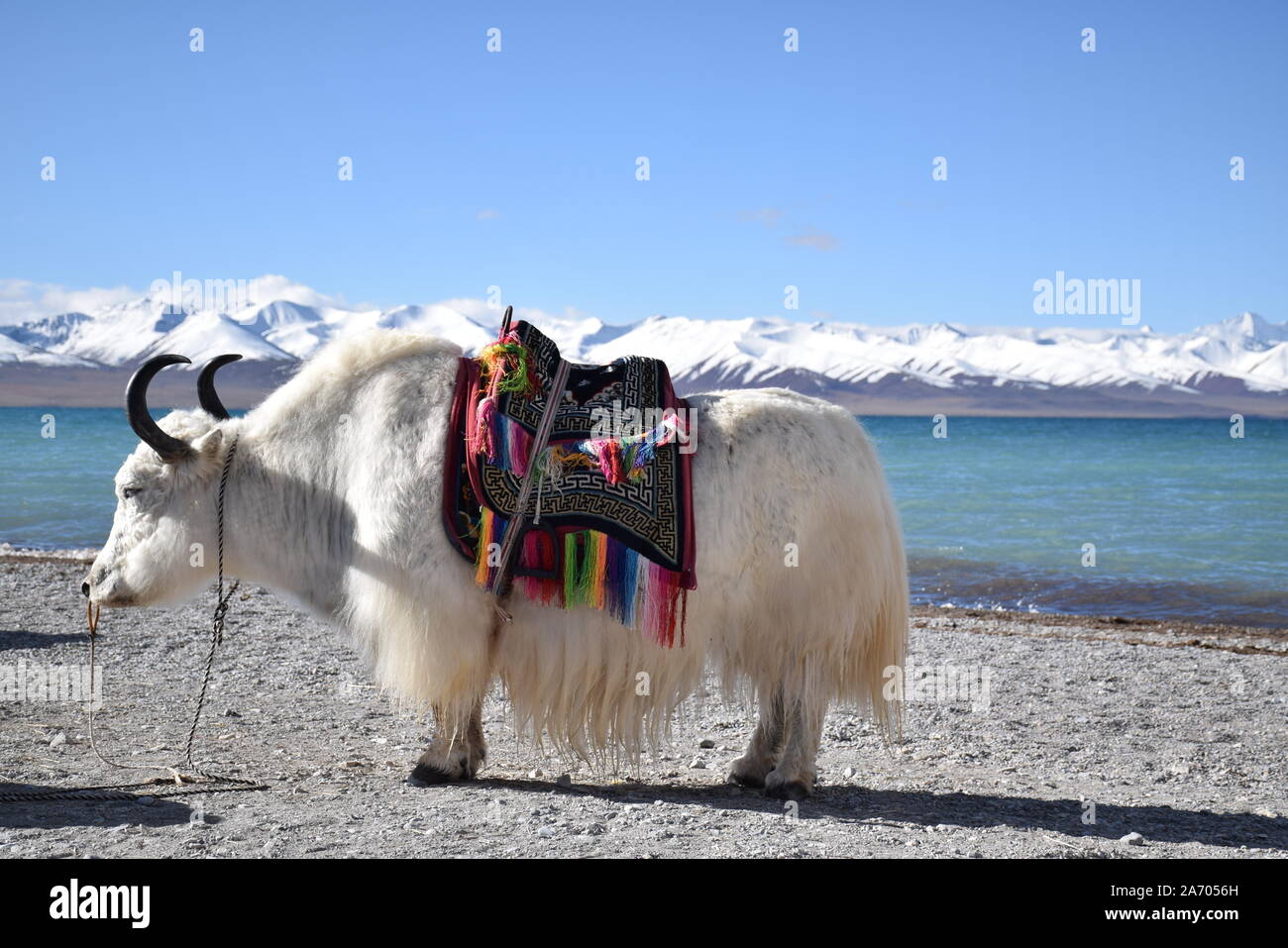White yak in Namtso lake, Tibet. Namtso is the largest lake in the Tibet Autonomous Region Stock ...