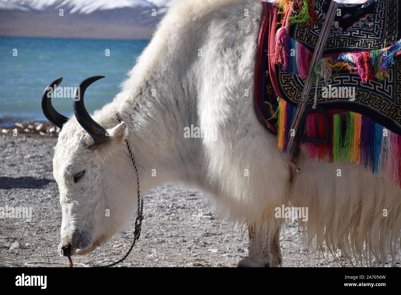 White yak in Namtso lake, Tibet. Namtso is the largest lake in the Tibet Autonomous Region Stock ...
