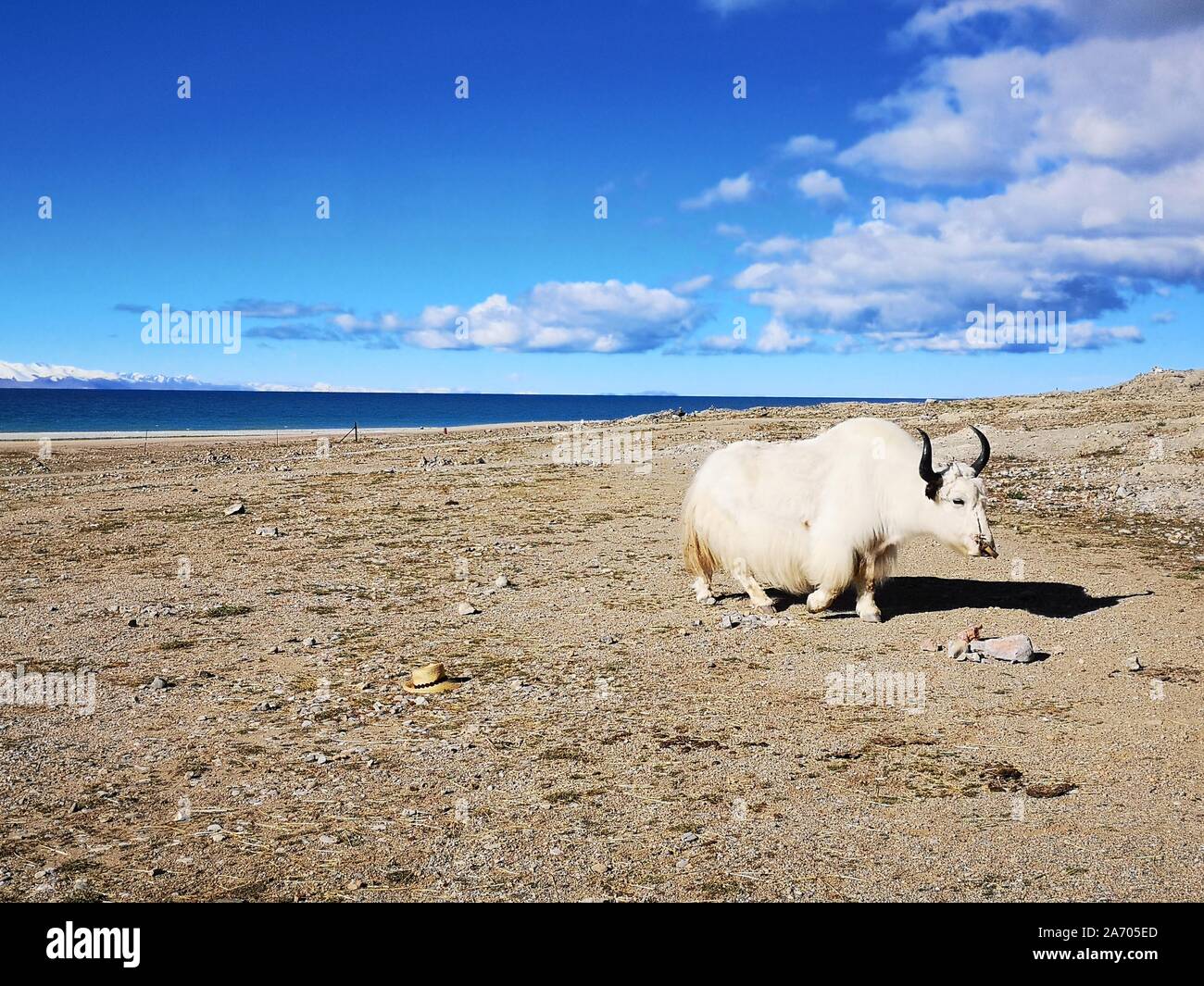 White yak in Namtso lake, Tibet. Namtso is the largest lake in the Tibet Autonomous Region Stock ...