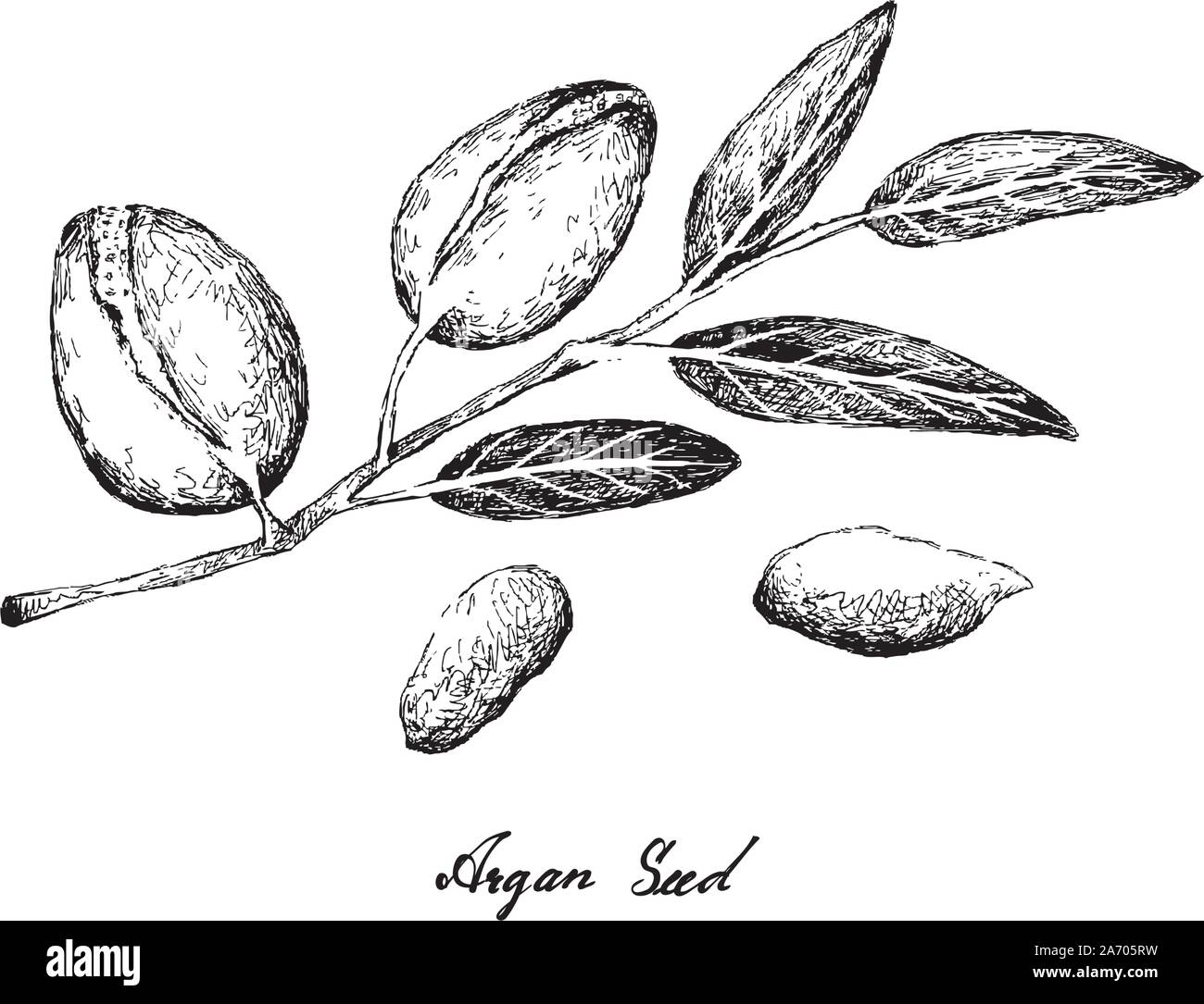 Illustration Hand Drawn Sketch of Argan or Argania Spinosa Seeds on A ...