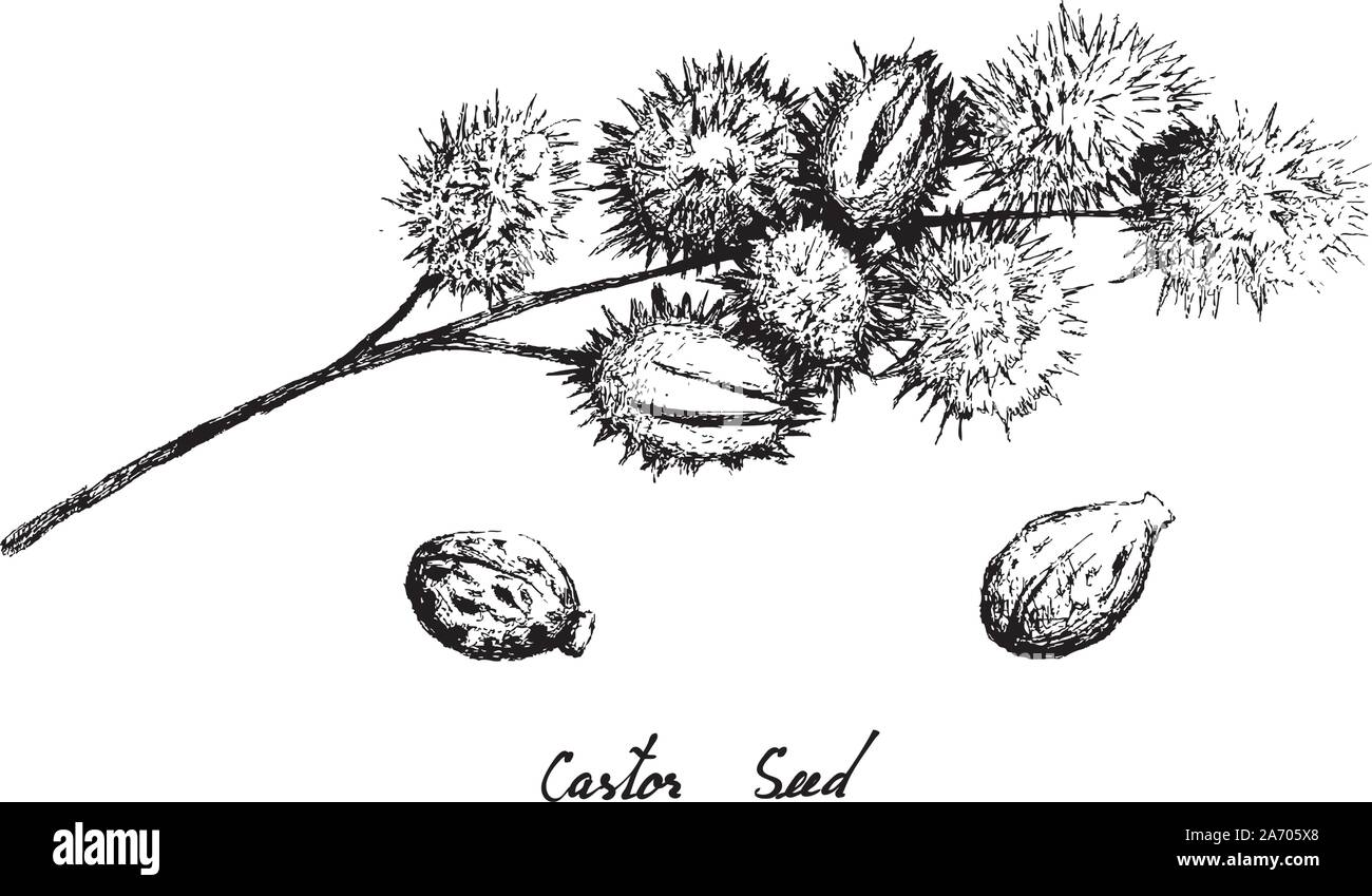 Illustration Hand Drawn Sketch of Castor Beans or Ricinus Communis. The ...