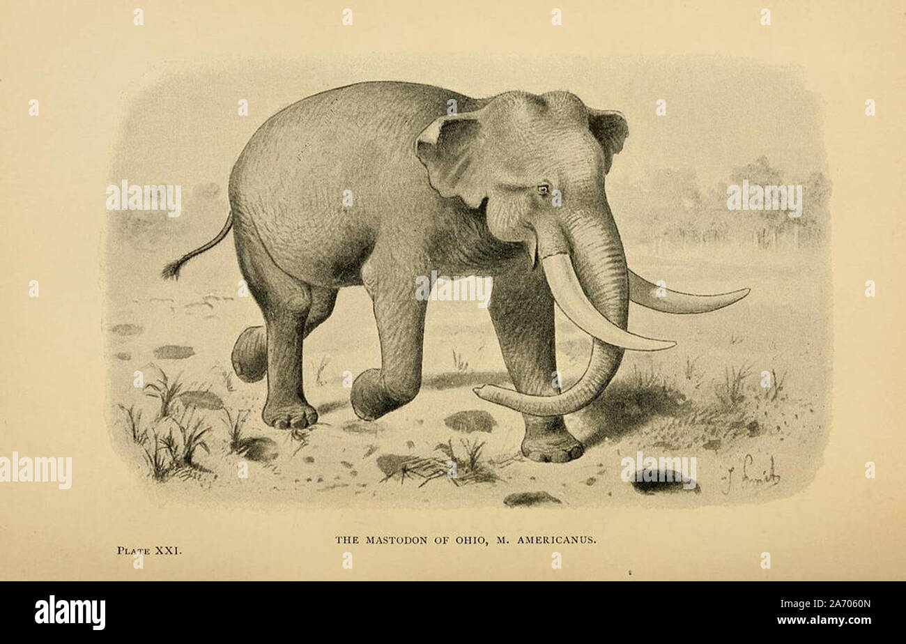 vintage illustration of an extinct animal Stock Photo - Alamy