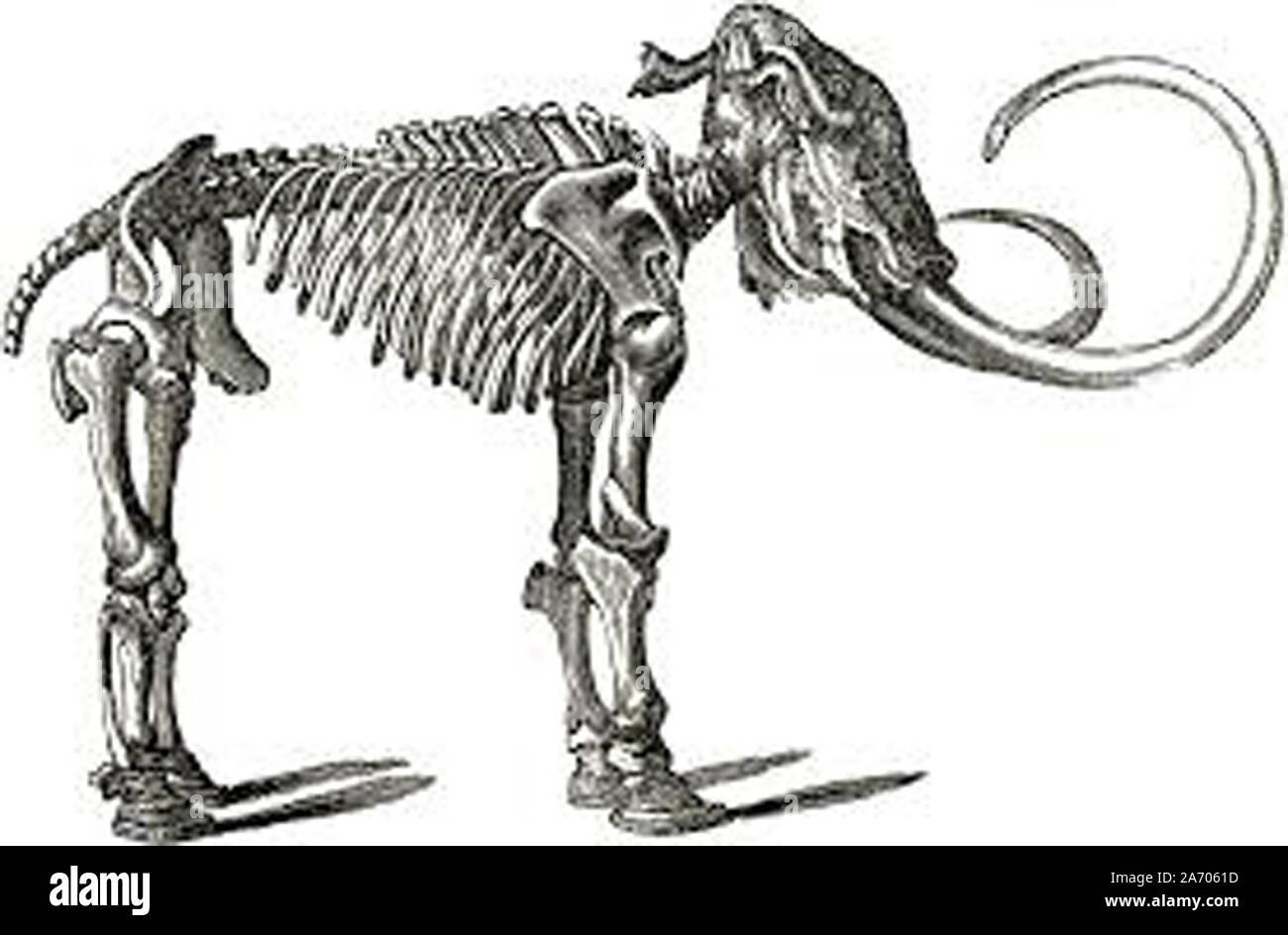 Smithsonian dinosaur art Cut Out Stock Images & Pictures - Alamy