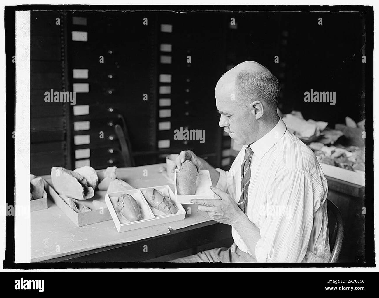 Extinct animals drawing Cut Out Stock Images & Pictures - Alamy