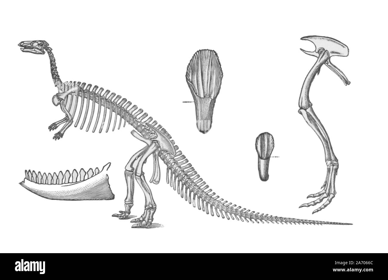 vintage illustration of an extinct animal Stock Photo - Alamy