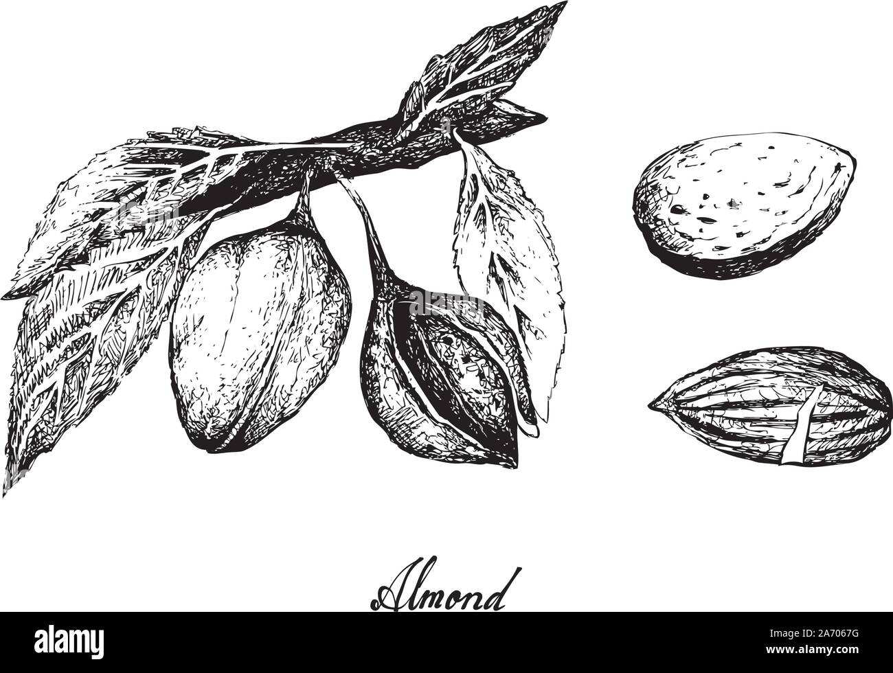 Illustration Hand Drawn Sketch Of Almonds On A Tree Good Source Of