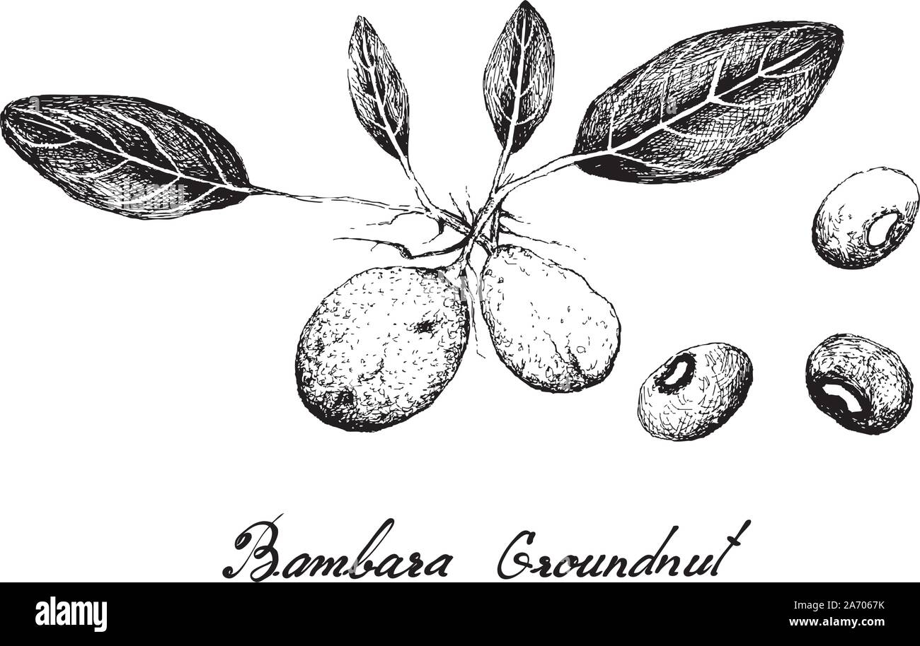 Vegetable, Illustration of Hand Drawn Sketch Vigna Subterranea, Bambara ...