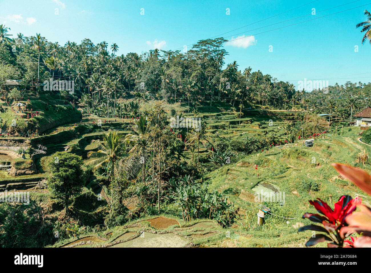 Beautiful rice field in Bali Stock Photo - Alamy