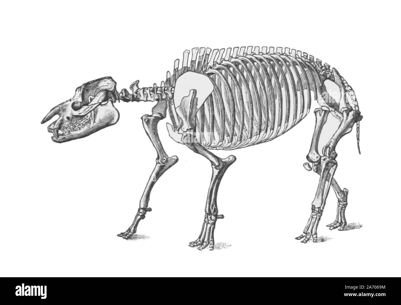 vintage illustration of an extinct animal Stock Photo - Alamy