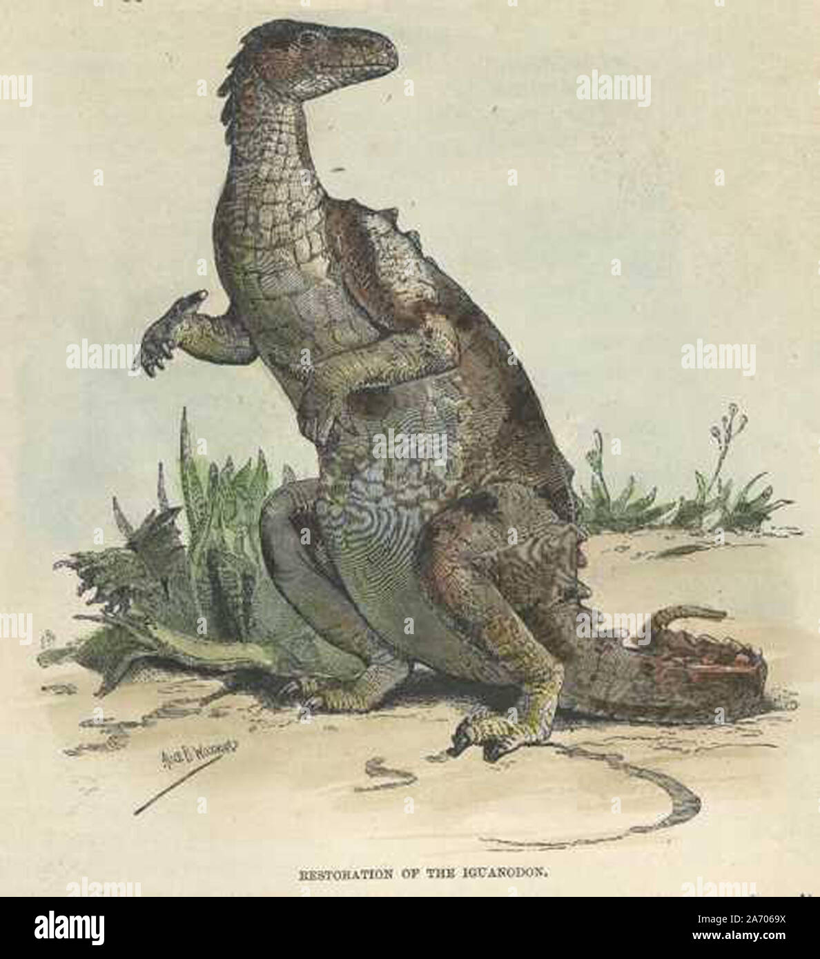 vintage illustration of an extinct animal Stock Photo - Alamy