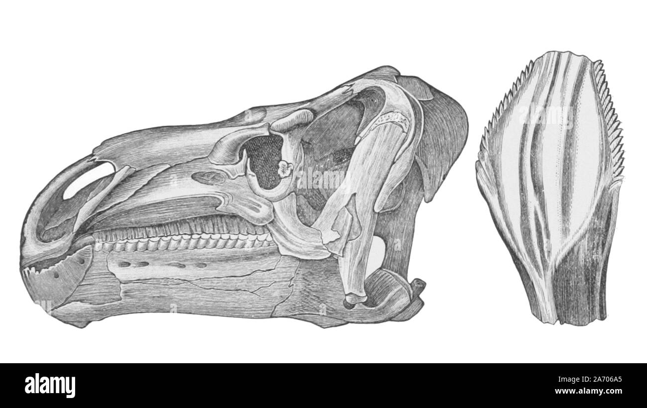 vintage illustration of an extinct animal Stock Photo - Alamy