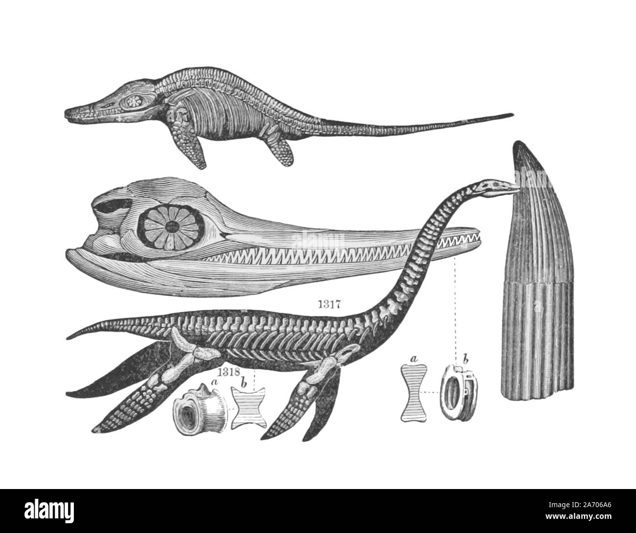 vintage illustration of an extinct animal Stock Photo - Alamy