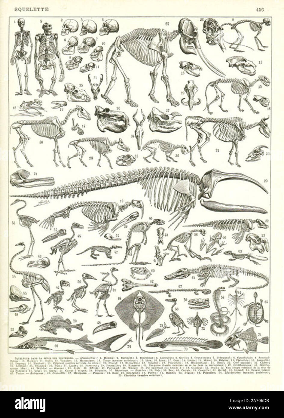 vintage illustration of an extinct animal Stock Photo - Alamy