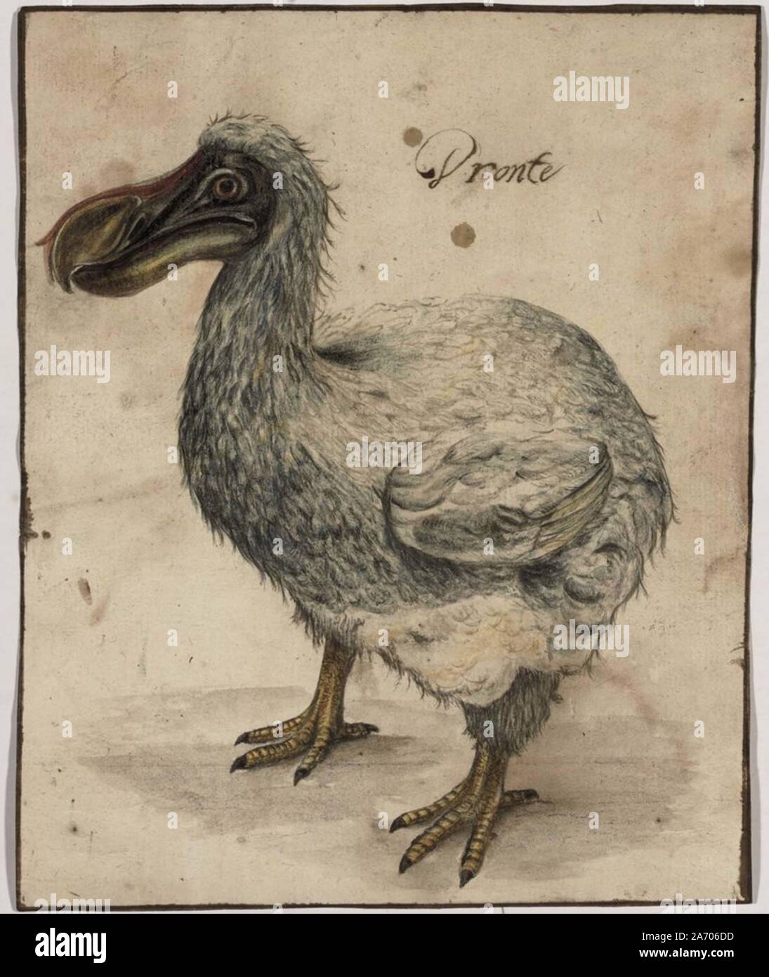 vintage illustration of an extinct animal Stock Photo - Alamy