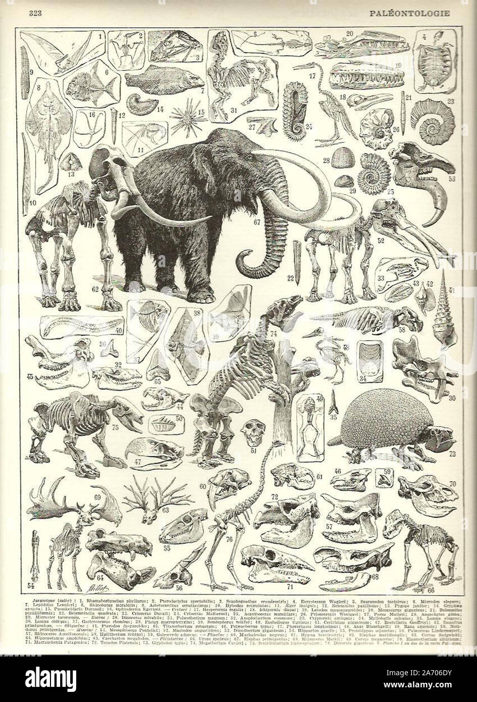 vintage illustration of an extinct animal Stock Photo - Alamy