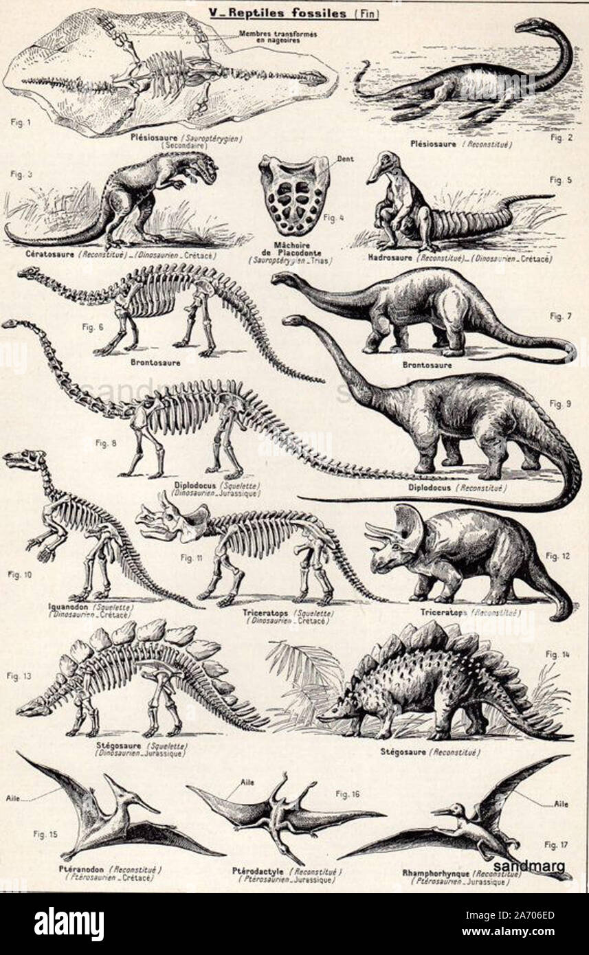 vintage illustration of an extinct animal Stock Photo - Alamy