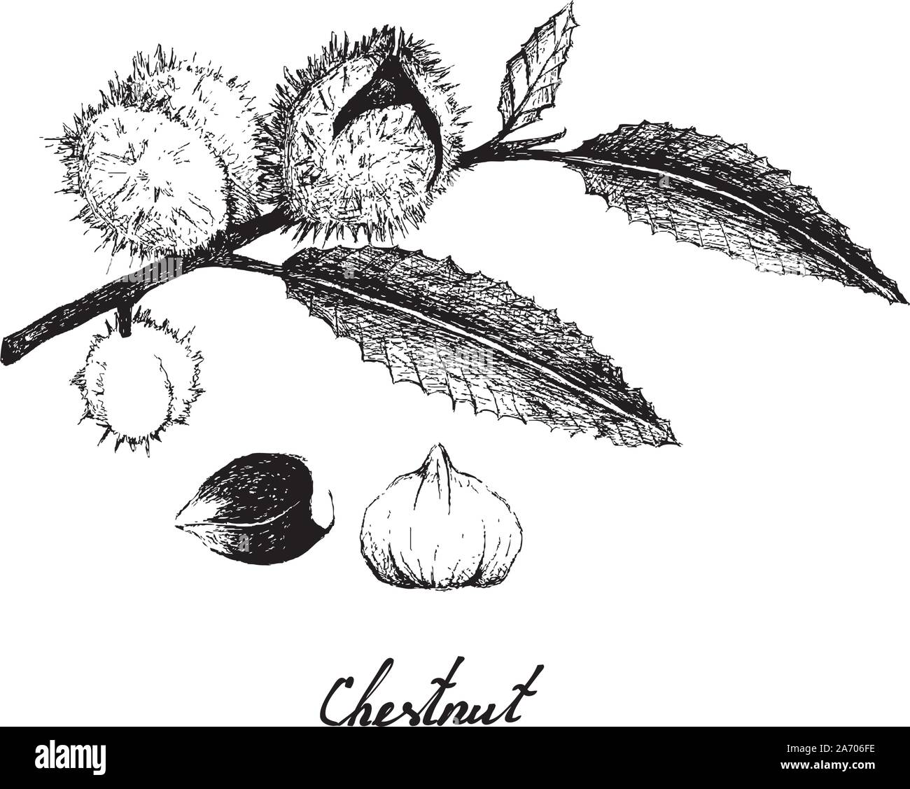 Organic chestnuts Black and White Stock Photos & Images - Alamy
