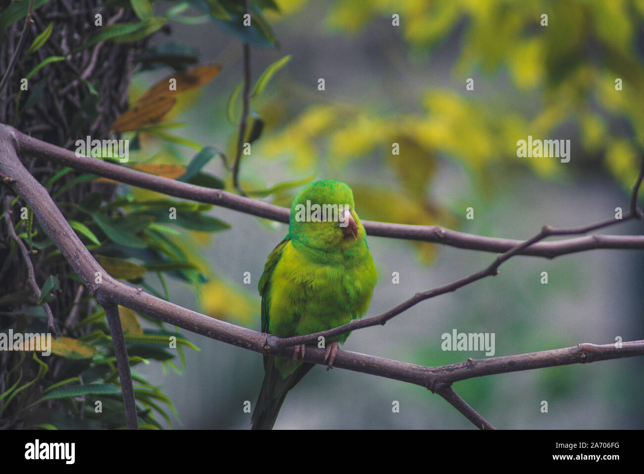 Plain Parakeet - Periquito Rico Stock Photo - Alamy