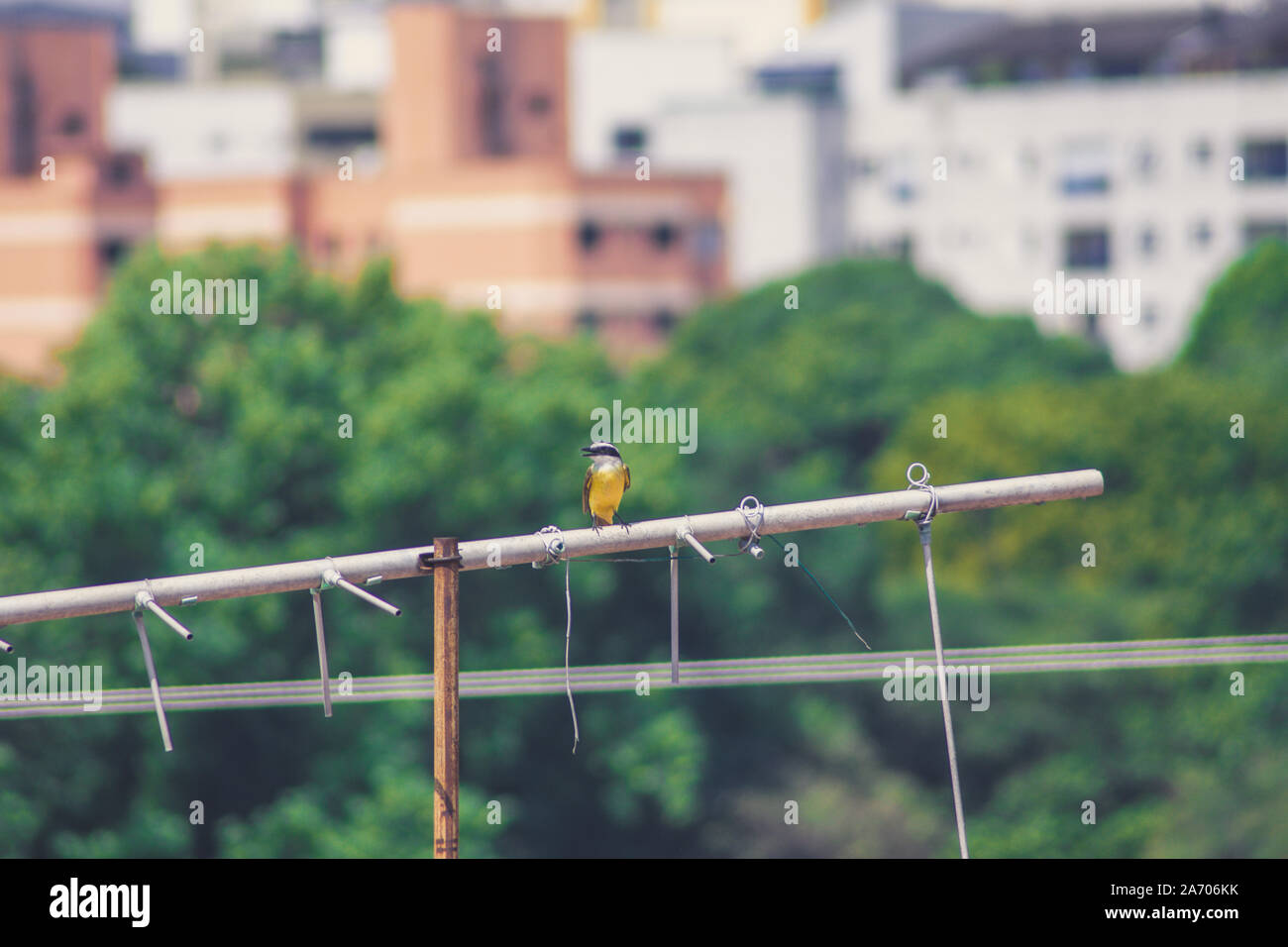 Great kiskadee up close hi-res stock photography and images - Alamy