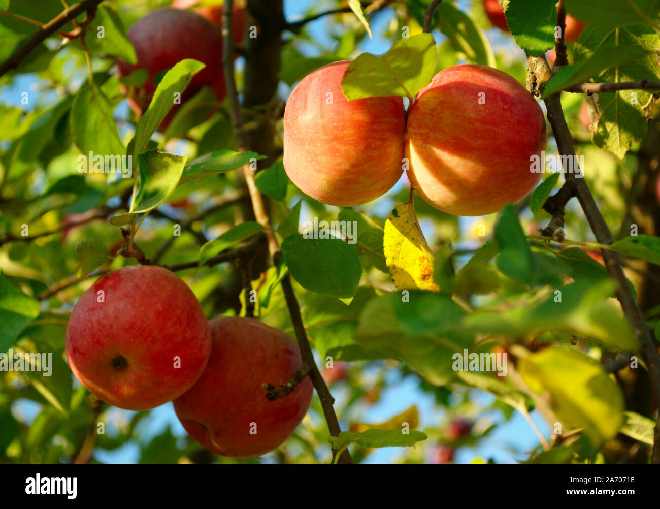 red apple on a tree grow Stock Photo - Alamy