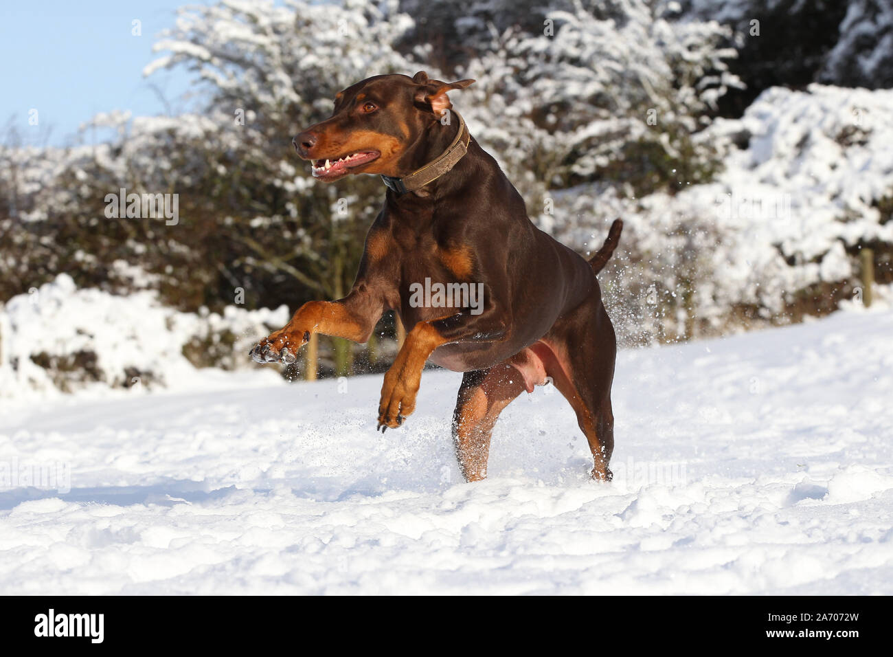 Doberman mixed hi-res stock photography and images - Alamy