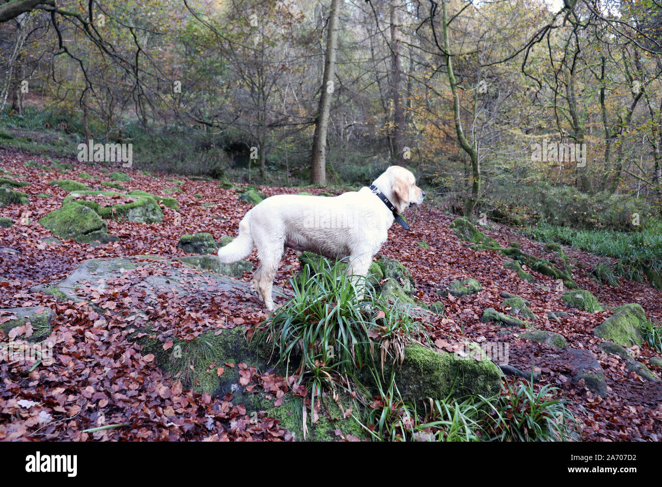 Labrador in the woods hi-res stock photography and images - Alamy