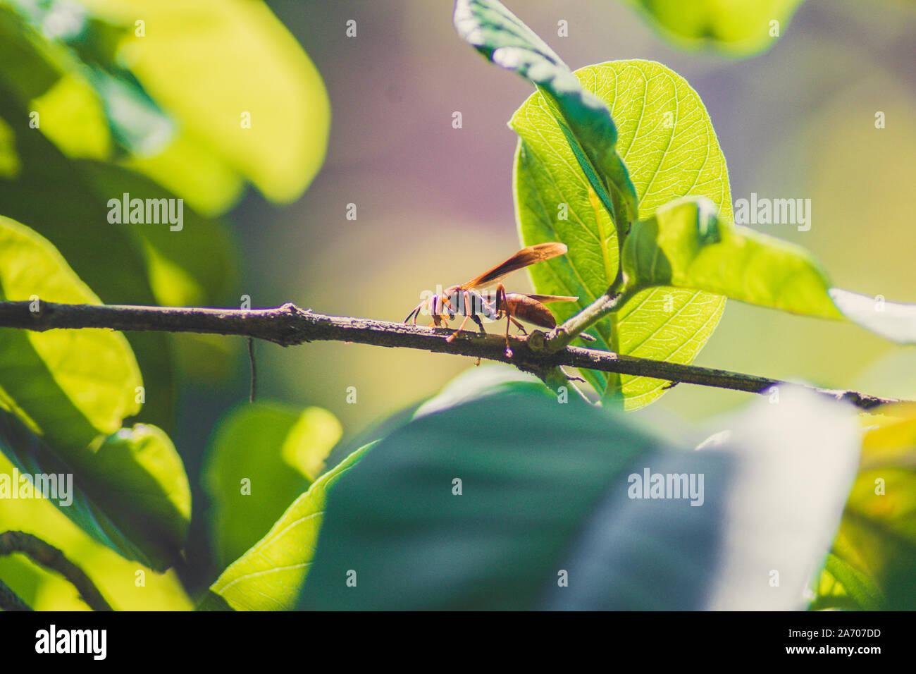 Sitting wasp eating fly hi-res stock photography and images - Alamy