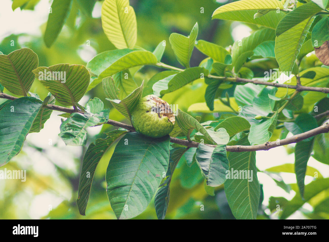 Guava plant hi-res stock photography and images - Alamy