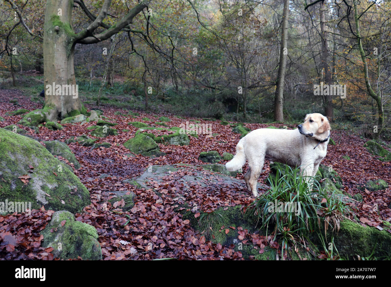 Golden labrador in landscape hi-res stock photography and images - Alamy