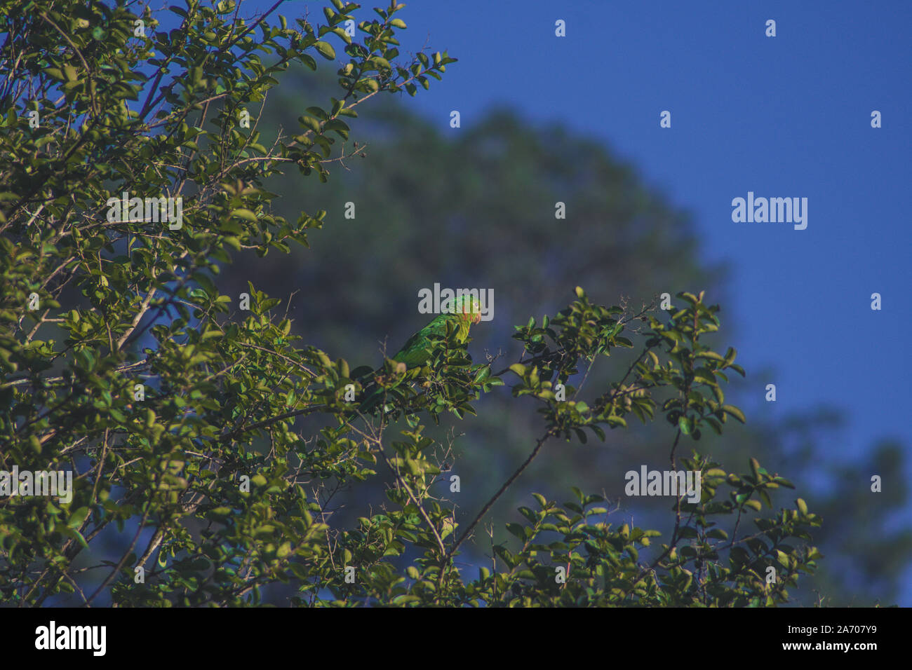 Red shouldered parrot hi-res stock photography and images - Alamy