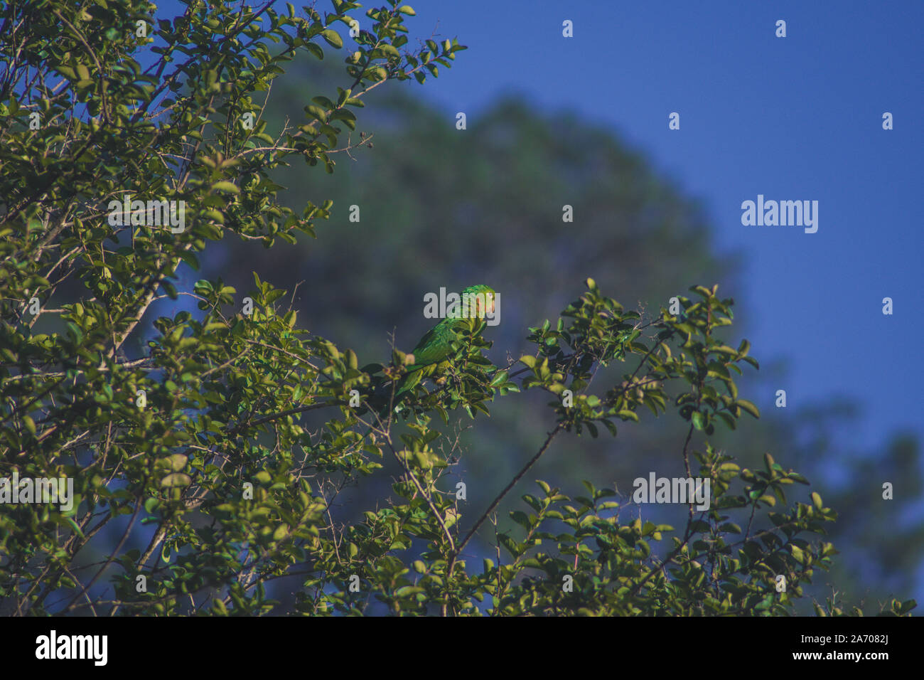 Red shouldered parrot hi-res stock photography and images - Alamy