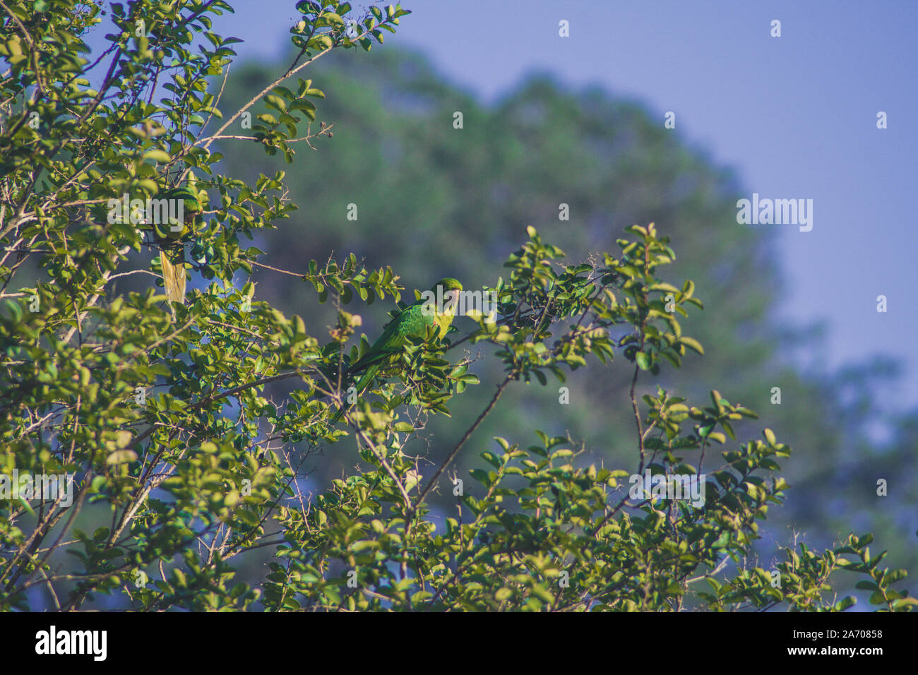 Red shouldered parrot hi-res stock photography and images - Alamy