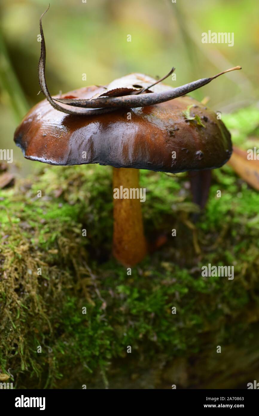 Slippery Jack with Leaf Ornamental Stock Photo - Alamy
