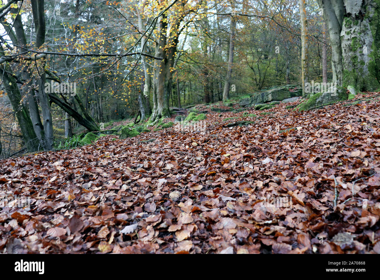 National Trust Forest Stock Photo - Alamy
