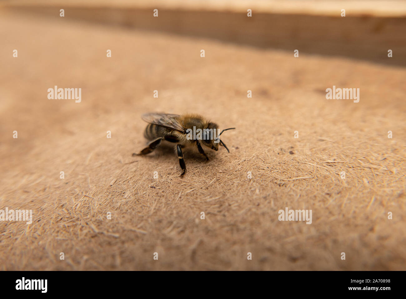 Macro shot of a single worker bee on beehive Stock Photo - Alamy