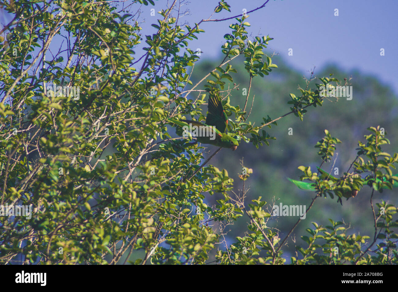 Red shouldered parrot hi-res stock photography and images - Alamy