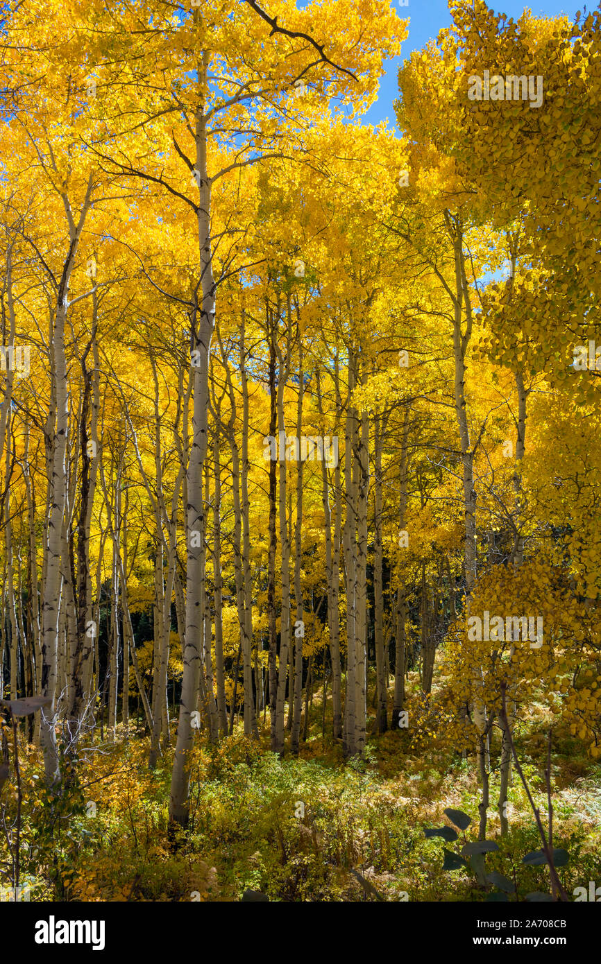 Golden aspen hi-res stock photography and images - Alamy