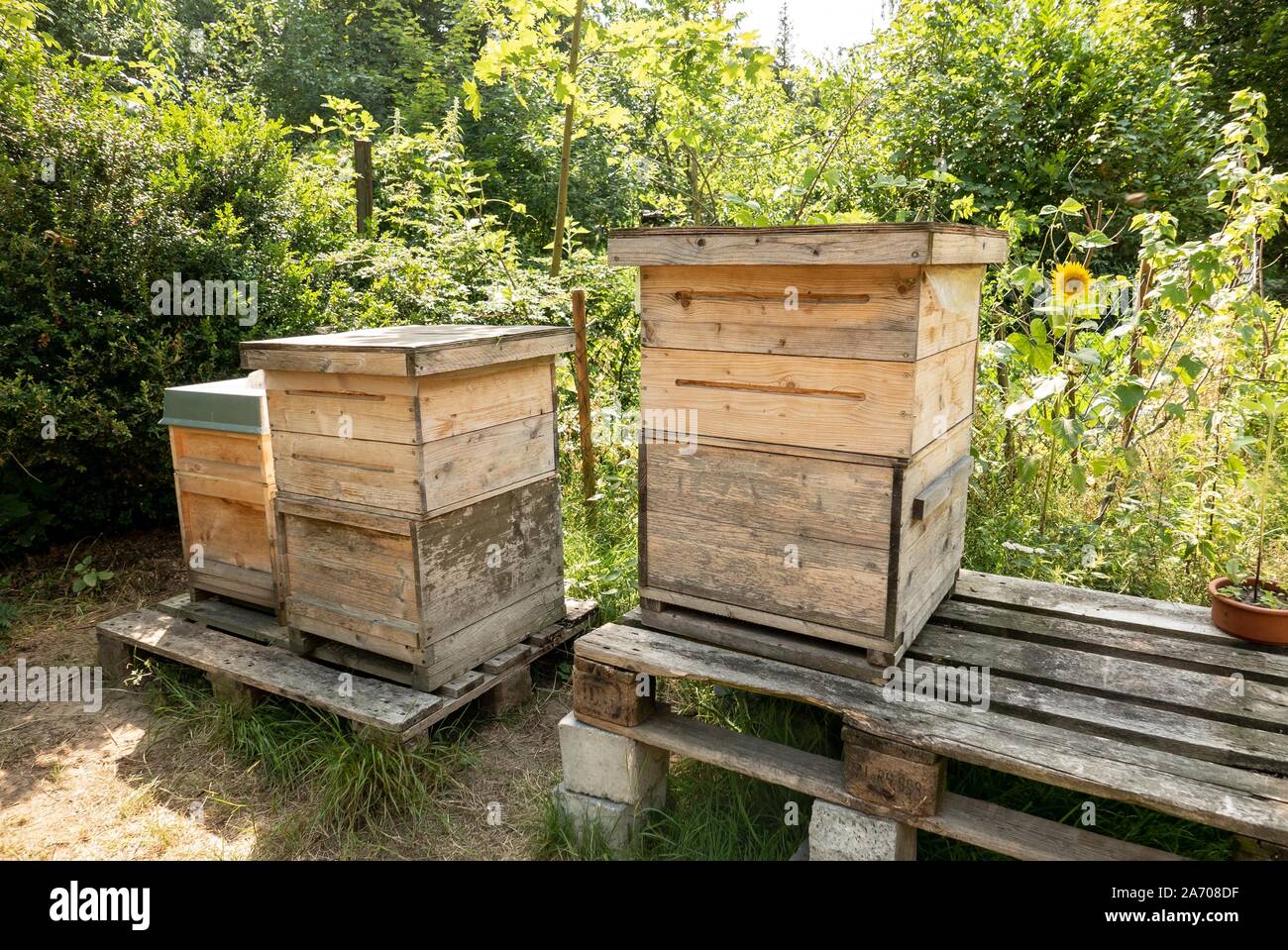 Beehives in yard hi-res stock photography and images - Alamy