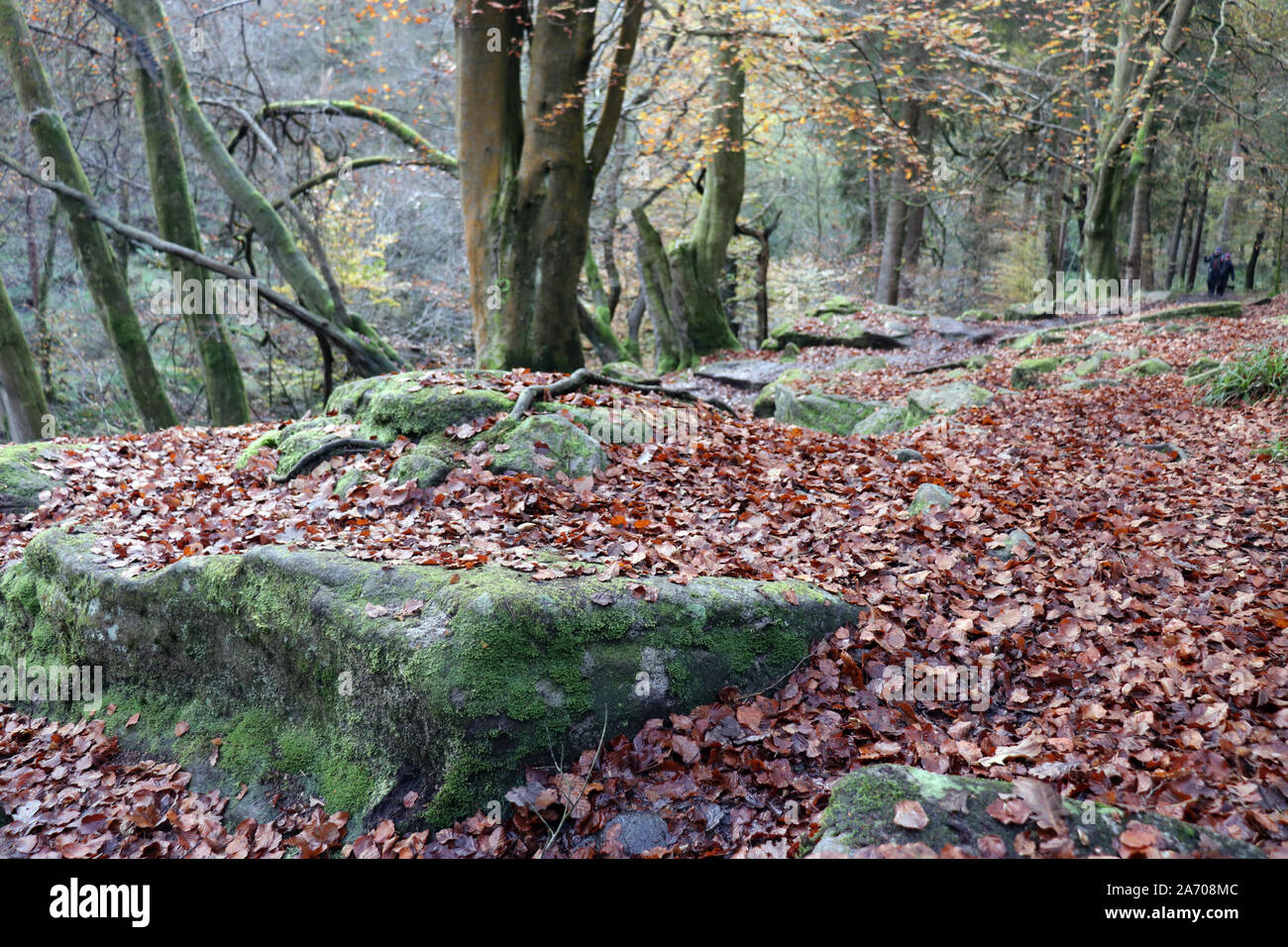 National Trust Forest Stock Photo - Alamy