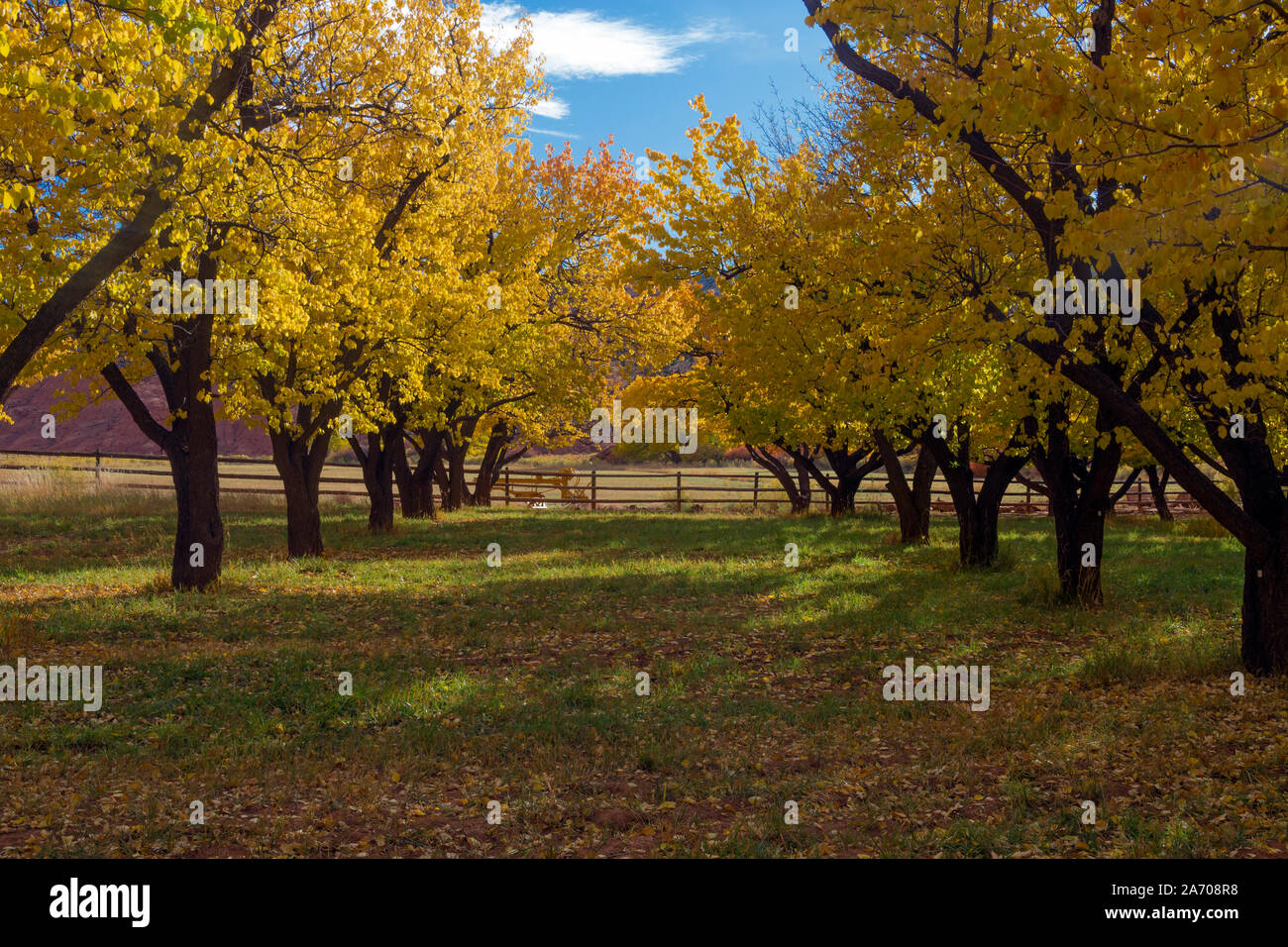 Fall Colors in the Orchards at Capital Reef, Fruita District, Utah ...