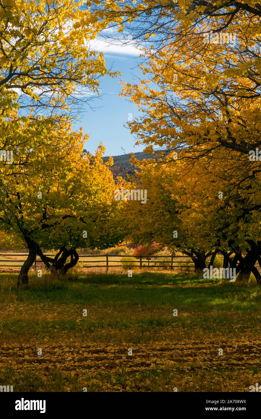 Fall Colors in the Orchards at Capital Reef, Fruita District, Utah ...