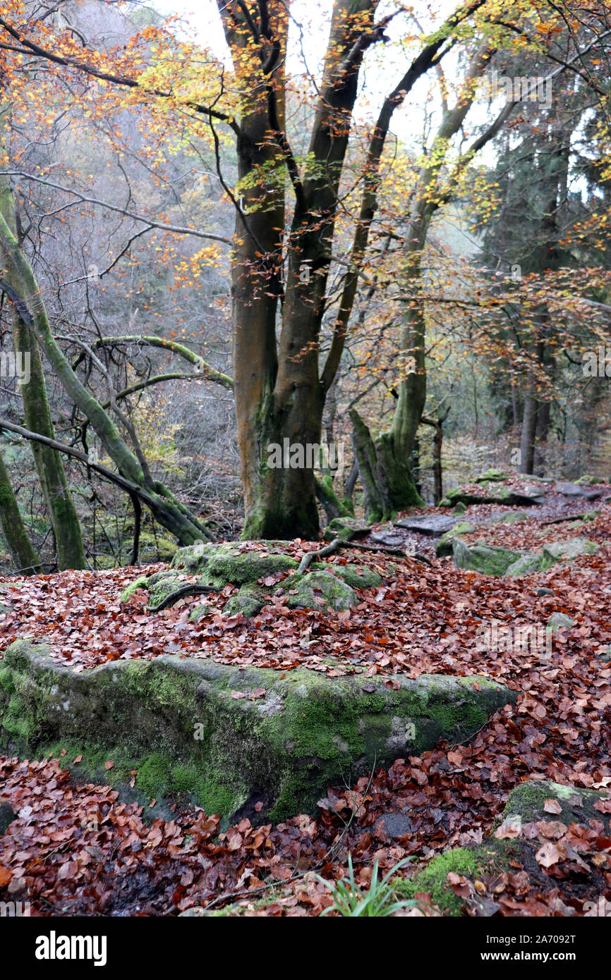 National Trust Forest Stock Photo - Alamy