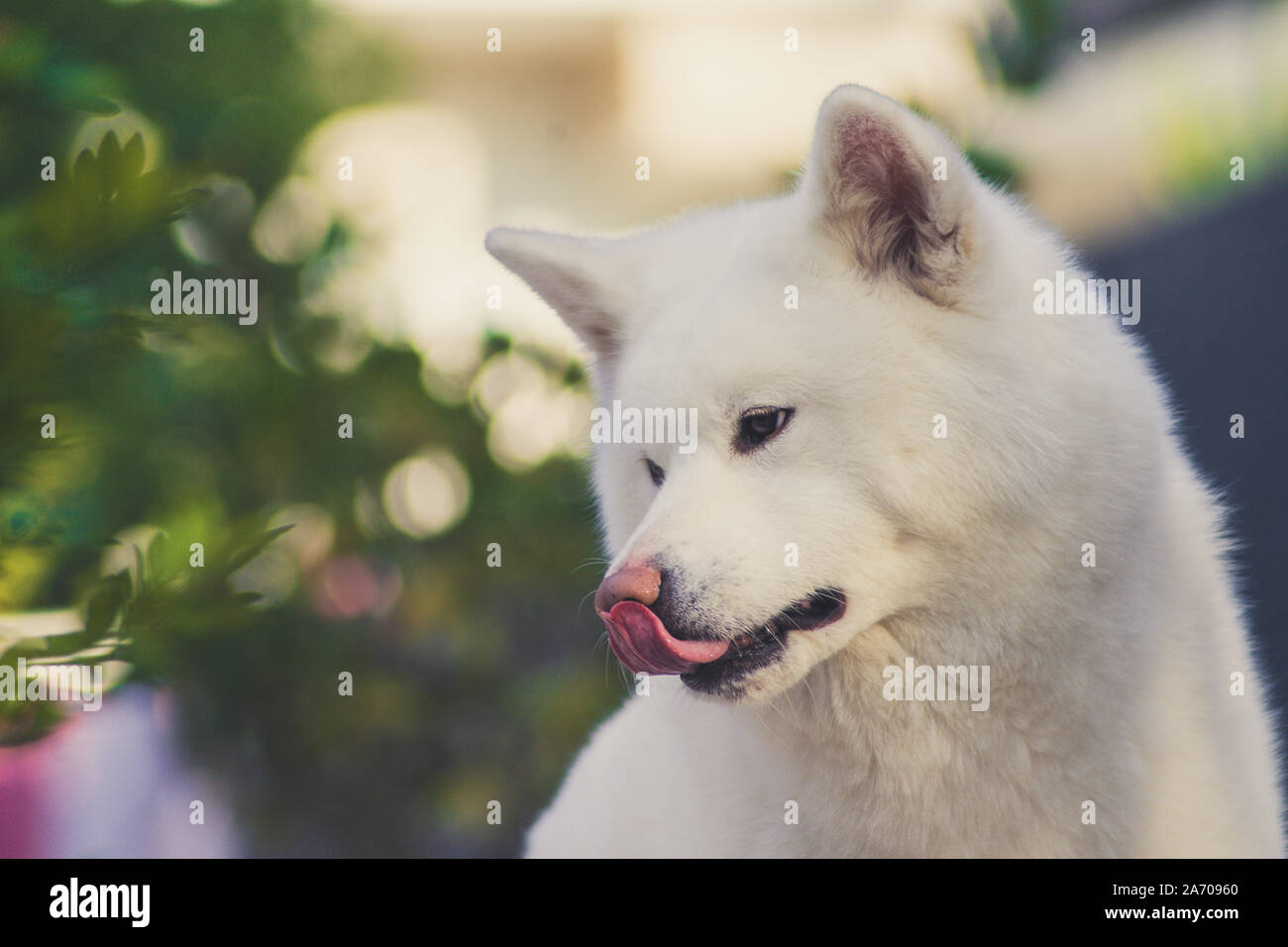 Husky inu hi-res stock photography and images - Alamy