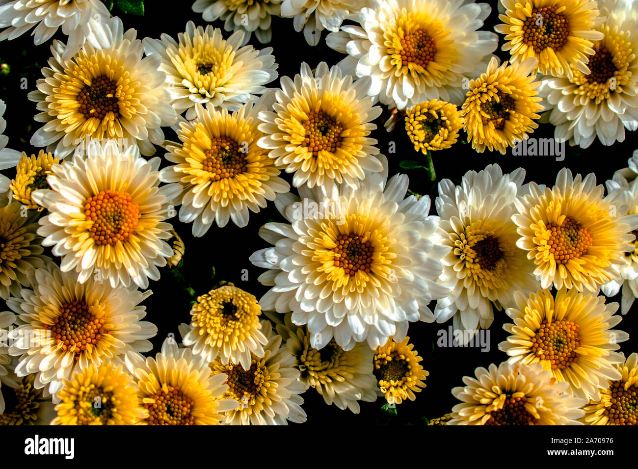 flower are the joy of earth Stock Photo - Alamy